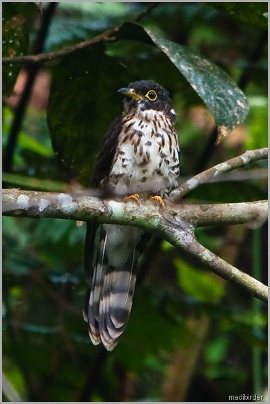 Wings Among Us: Malaysian Hawk-Cuckoo